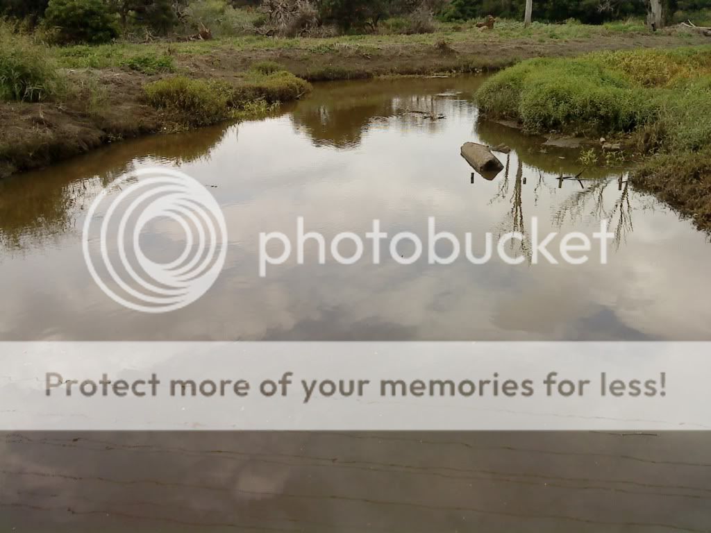 Oxley creek at Rocklea & Acacia Ridge pics - Freshwater - Australian ...